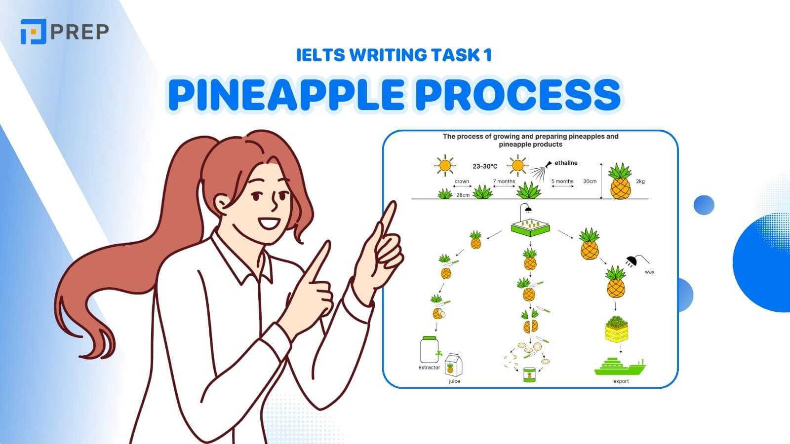 Bài mẫu IELTS Writing Task 1 Pineapple Process band 8.0+