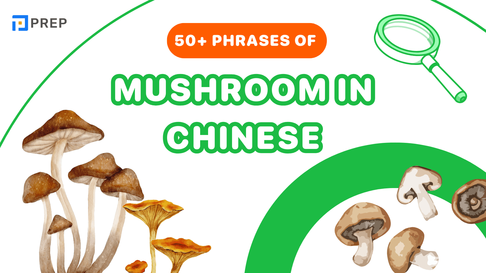 Mushroom in Chinese: 50+ Names, Types, and Key Vocabulary